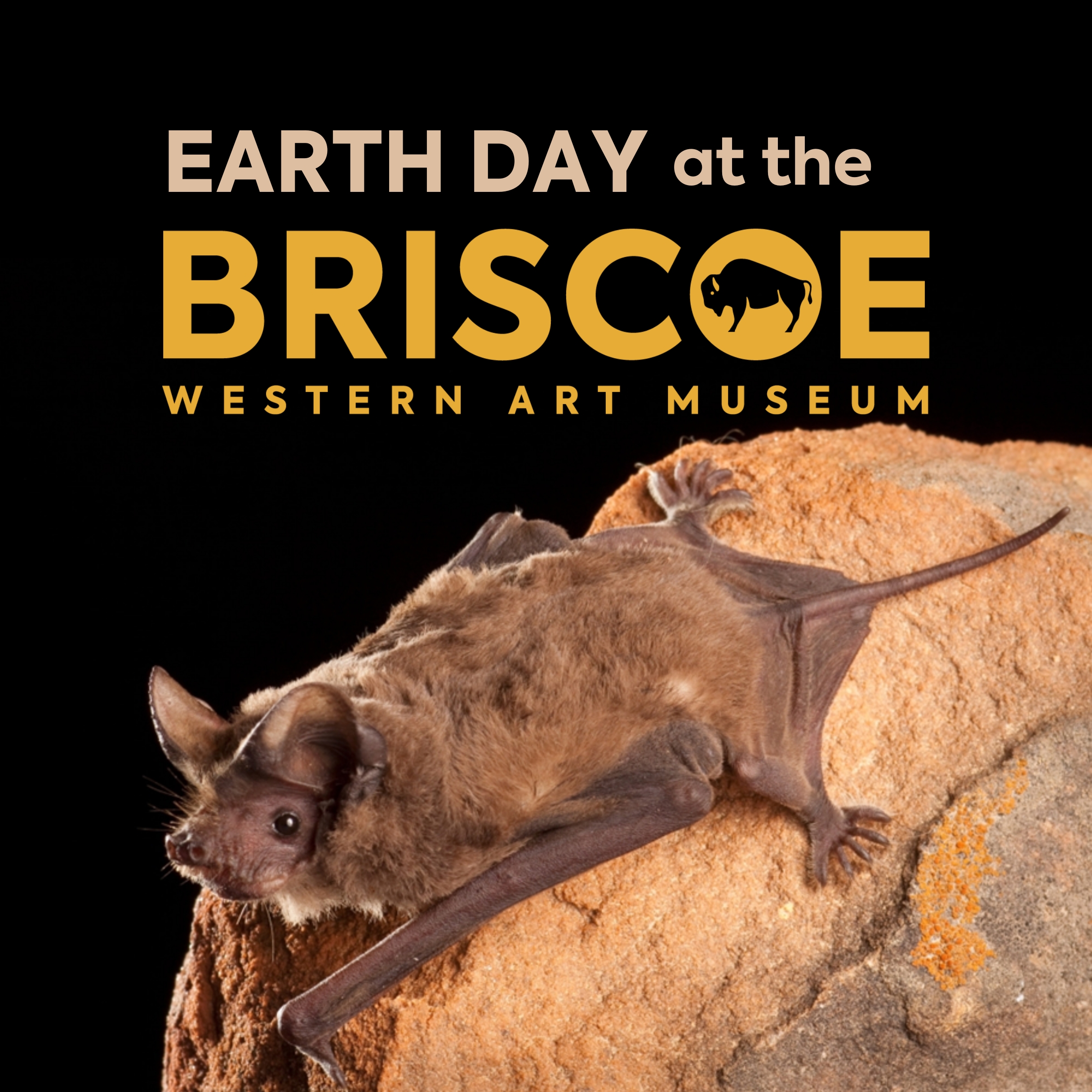 Briscoe Education and Programs